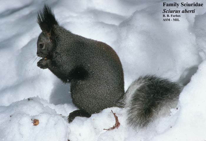 Abert's Squirrel | American Society of Mammalogists