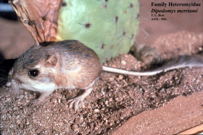 Merriam's Kangaroo Rat | American Society of Mammalogists