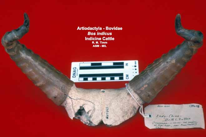 Hawaiian Wild Cattle | American Society of Mammalogists