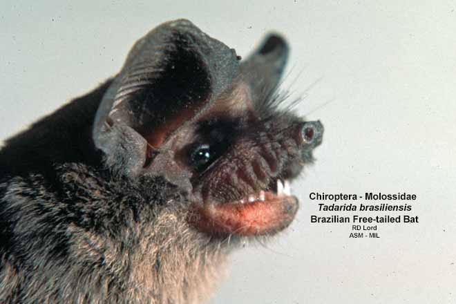 Brazilian/Mexican Free-tailed Bat | American Society of Mammalogists