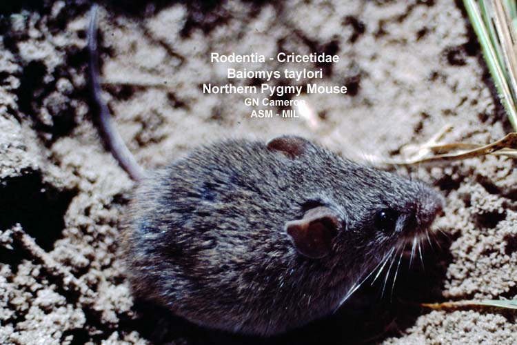 Northern Pygmy Mouse | American Society of Mammalogists