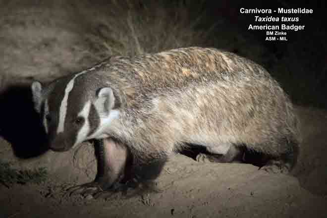 American Badger | American Society of Mammalogists