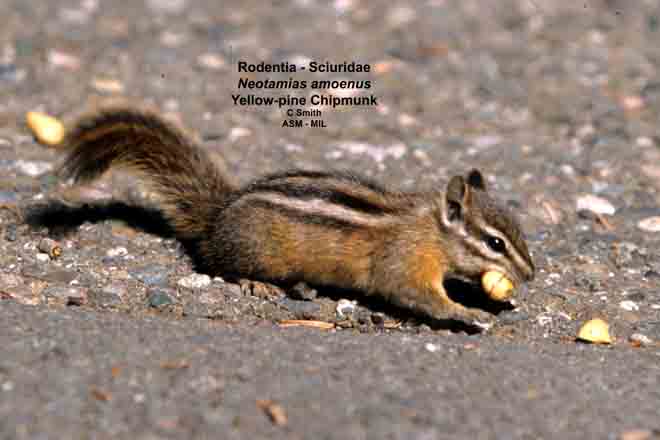 Yellow-pine Chipmunk | American Society of Mammalogists