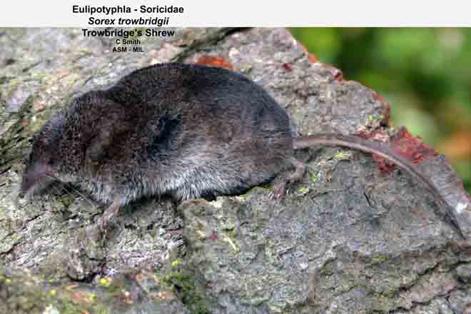 Trowbridge's Shrew | American Society of Mammalogists