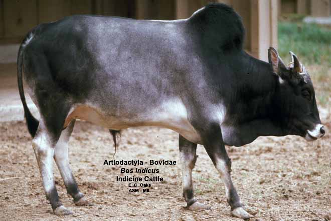 Hawaiian Wild Cattle | American Society of Mammalogists