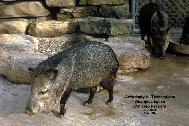 Collared Peccary | American Society of Mammalogists