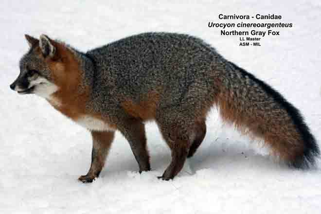 Gray Fox | American Society of Mammalogists