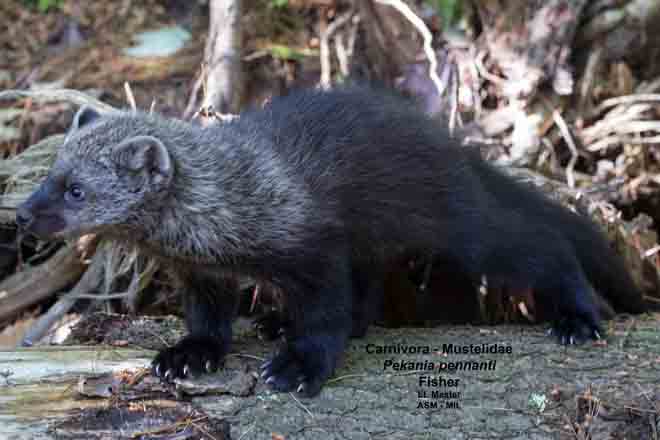 Fisher | American Society of Mammalogists