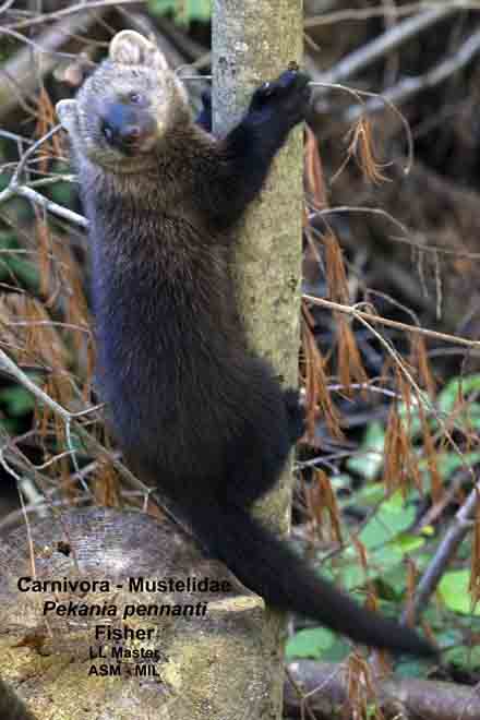 Fisher | American Society of Mammalogists