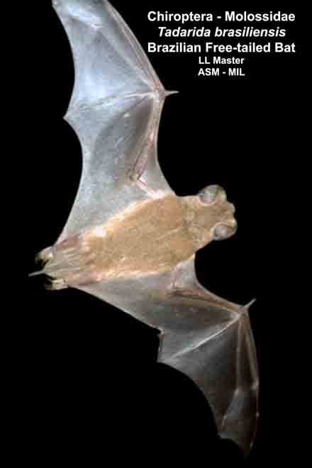 Brazilian/Mexican Free-tailed Bat | American Society of Mammalogists