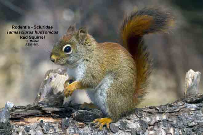 North American Red Squirrel | American Society of Mammalogists