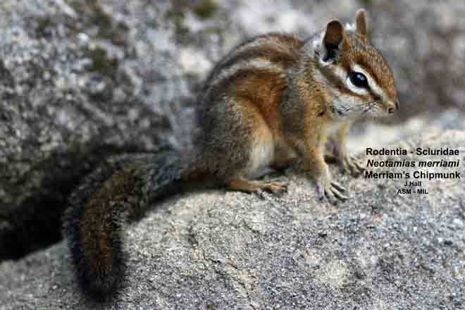 Merriam's Chipmunk | American Society of Mammalogists