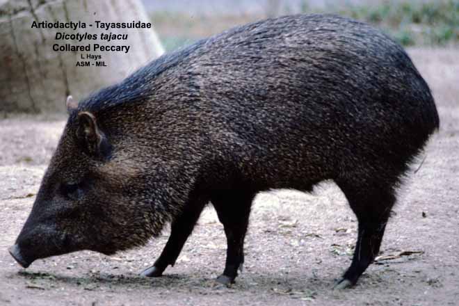 Collared Peccary | American Society of Mammalogists