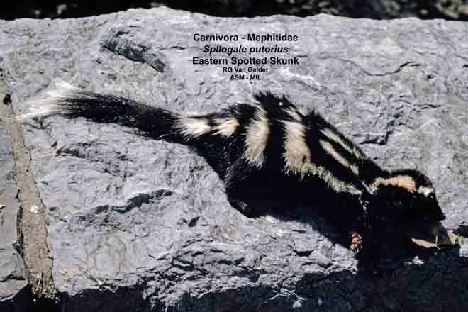 Eastern Spotted Skunk | American Society of Mammalogists