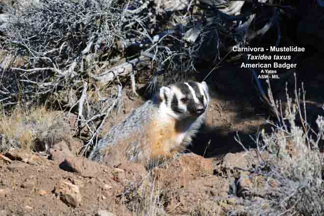 American Badger | American Society of Mammalogists