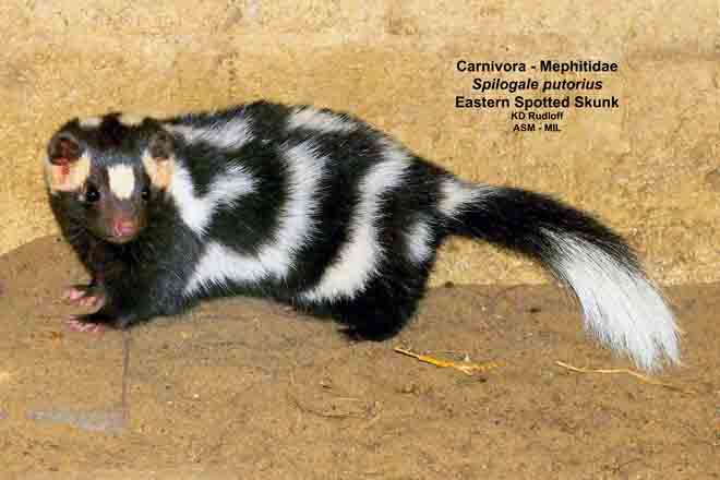 Eastern Spotted Skunk | American Society of Mammalogists