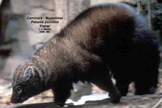 Fisher | American Society of Mammalogists