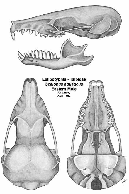 Eastern Mole | American Society of Mammalogists