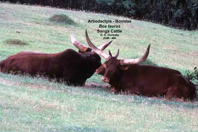 Hawaiian Wild Cattle | American Society of Mammalogists